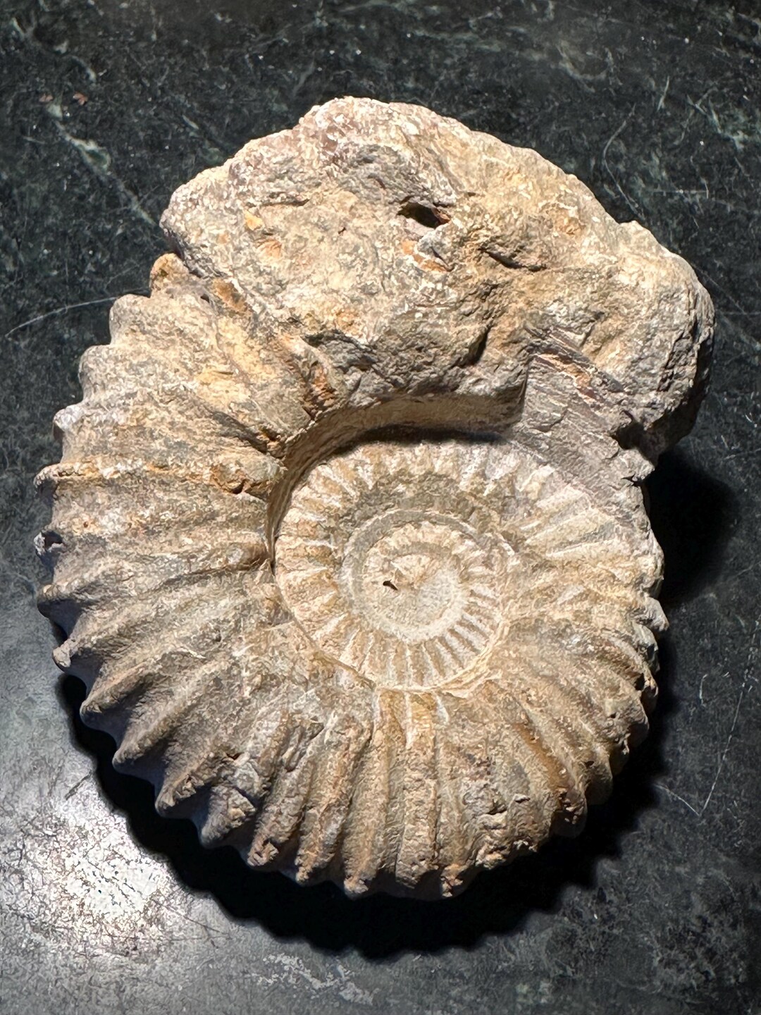 Lg. Fossil Ammonite Shell - Etsy