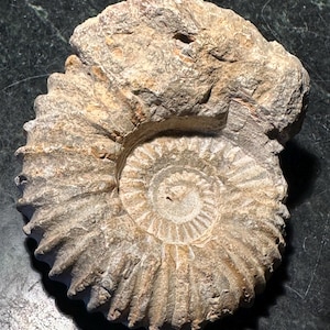 Lg. Fossil Ammonite Shell - Etsy