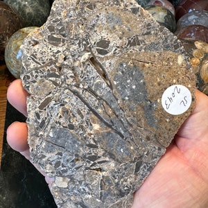 Black Deedeeite brecciated Rhyolite Slab - Etsy