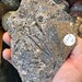 Black Deedeeite brecciated Rhyolite Slab - Etsy