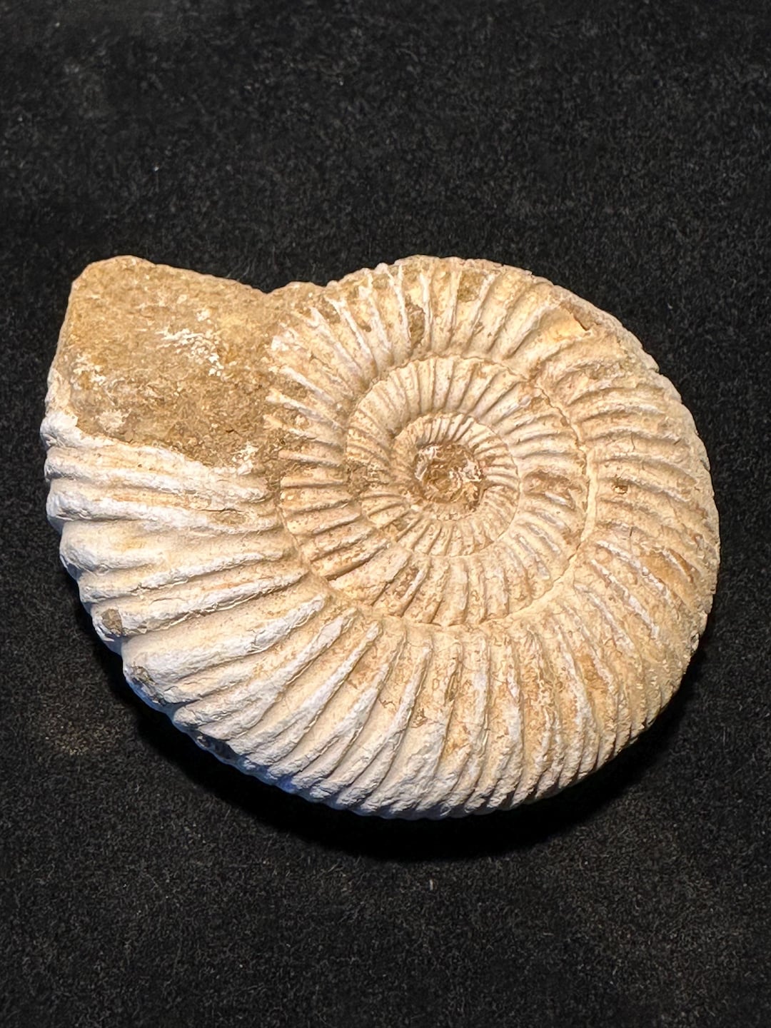 Sm. Fossil Ammonite Shell - Etsy