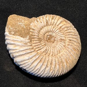 Sm. Fossil Ammonite Shell - Etsy