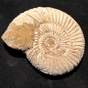 Sm. Fossil Ammonite Shell - Etsy