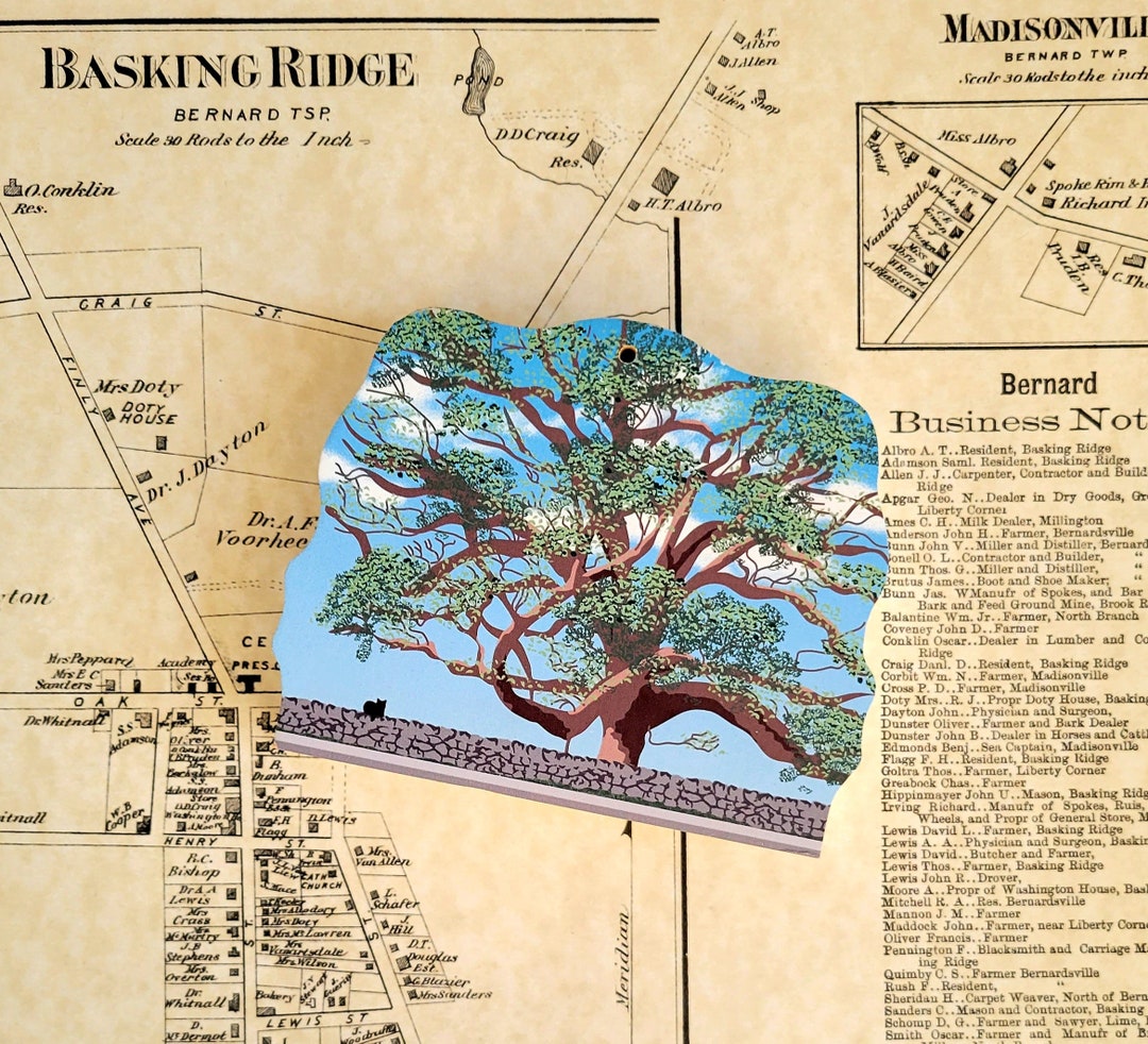 Basking Ridge NJ - Oak Tree Keepsake - 614 Years Old! - Etsy