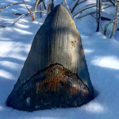 Whizsfossilshop - Etsy