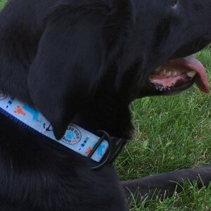 Cape Cod Dog Collars - Etsy