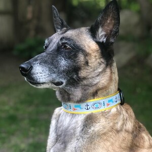 Cape Cod Dog Collars - Etsy