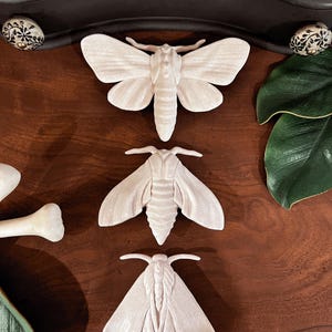 Moth Wall Art- #4 - Etsy