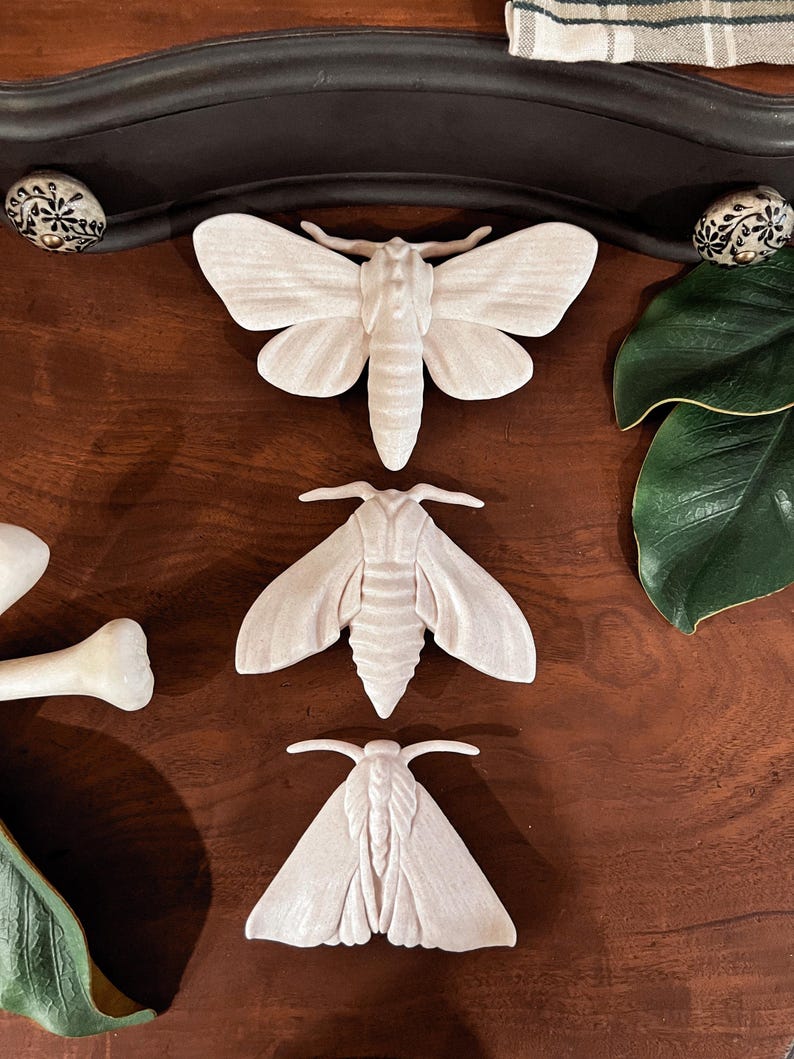 Moth Wall Art- #4 - Etsy
