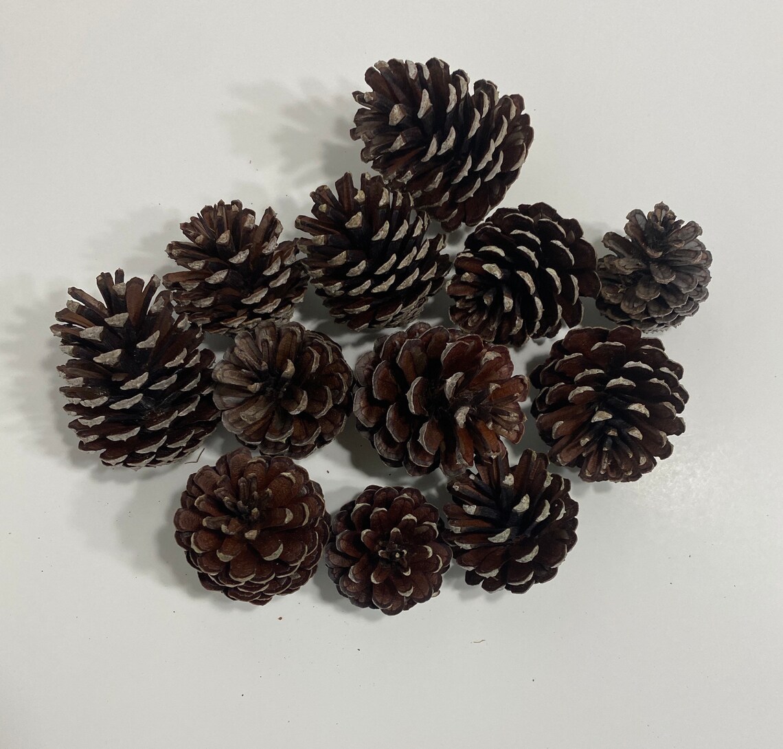 Small Florida Pine Cones Rustic Decor - Etsy