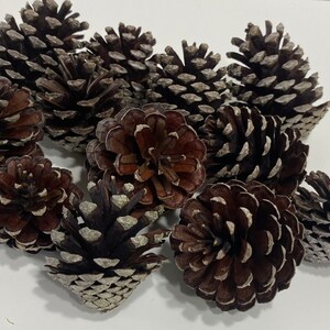 Small Florida Pine Cones Rustic Decor | Etsy