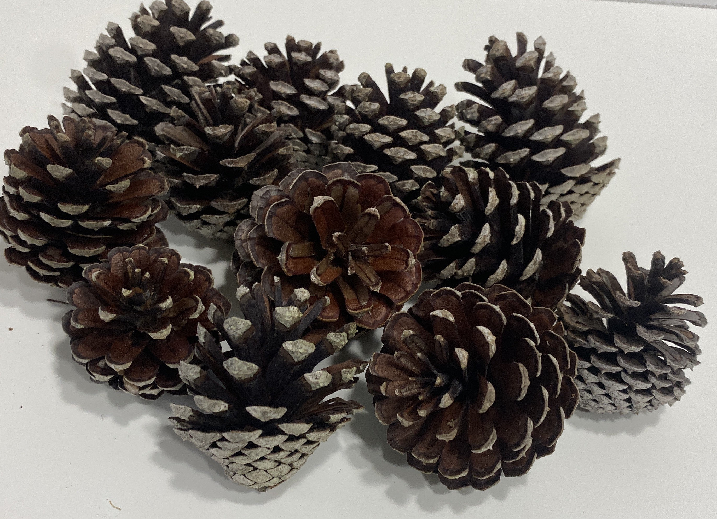 Small Florida Pine Cones Rustic Decor - Etsy