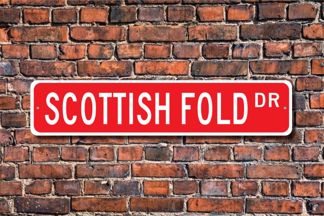 Scottish Fold, Scottish Fold Sign, Scottish Fold Owner, Scottish Fold ...