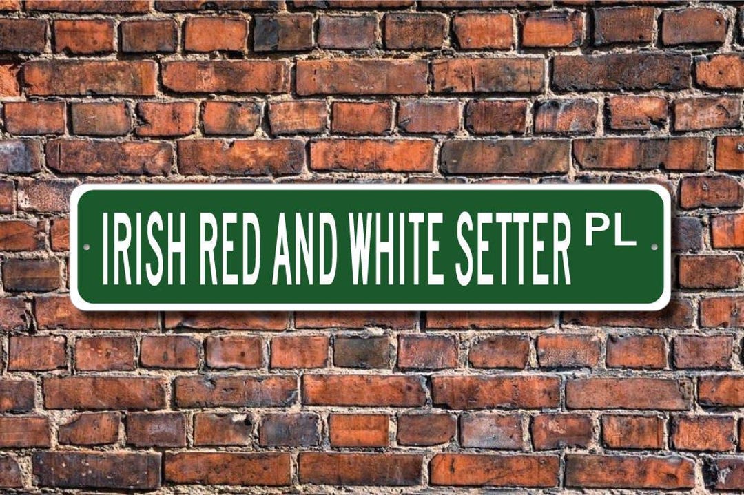 Irish Red and White Setter, Irish Red and White Setter Lover, Irish Red ...