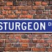 Sturgeon, Sturgeon Gift, Sturgeon Sign, Sturgeon Decor, Sturgeon Lover ...
