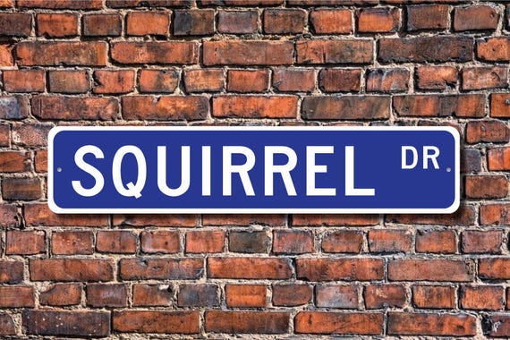 Squirrel Squirrel Gift Squirrel Sign Squirrel Decor | Etsy