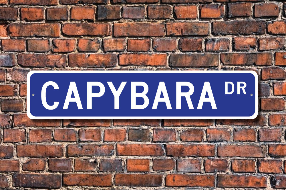 Capybara Capybara Gift Capybara Sign Capybara Decor | Etsy