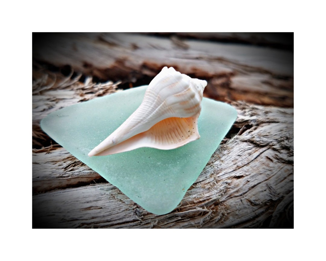 Sea Glass & Baby Whelk Photo Print - Etsy