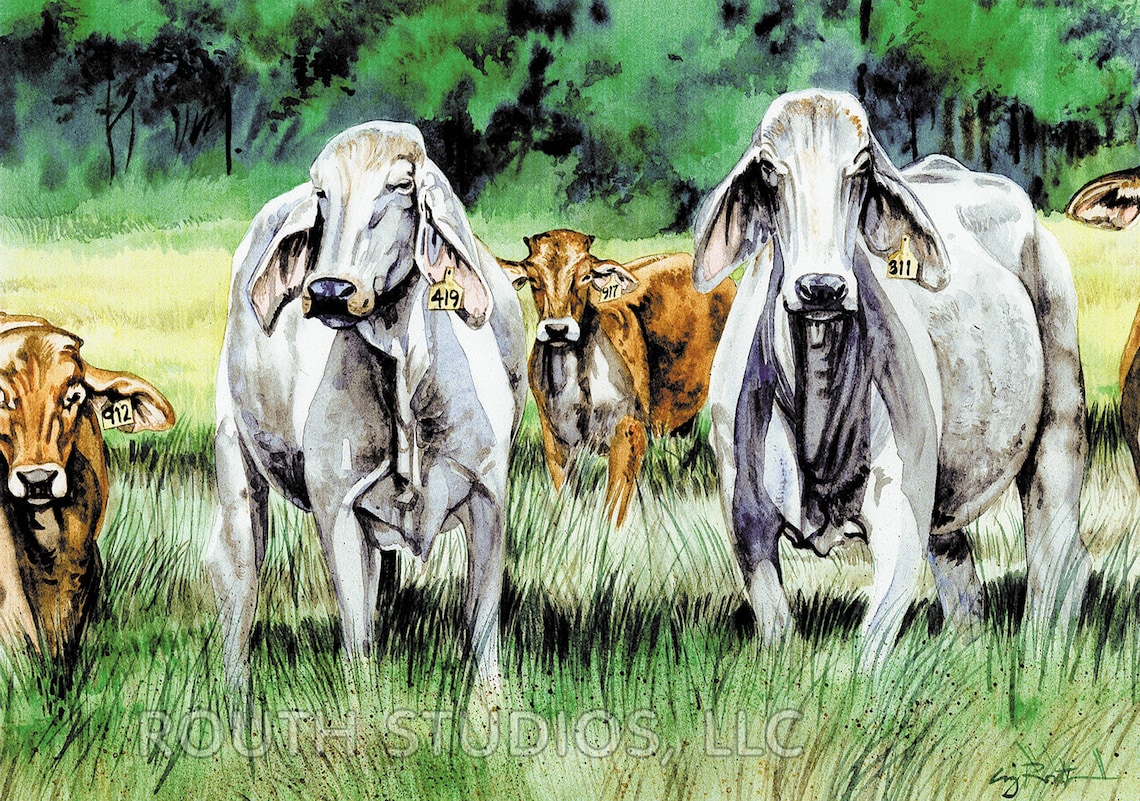 Cattle Art Print Brahman Mix Cattle - Etsy