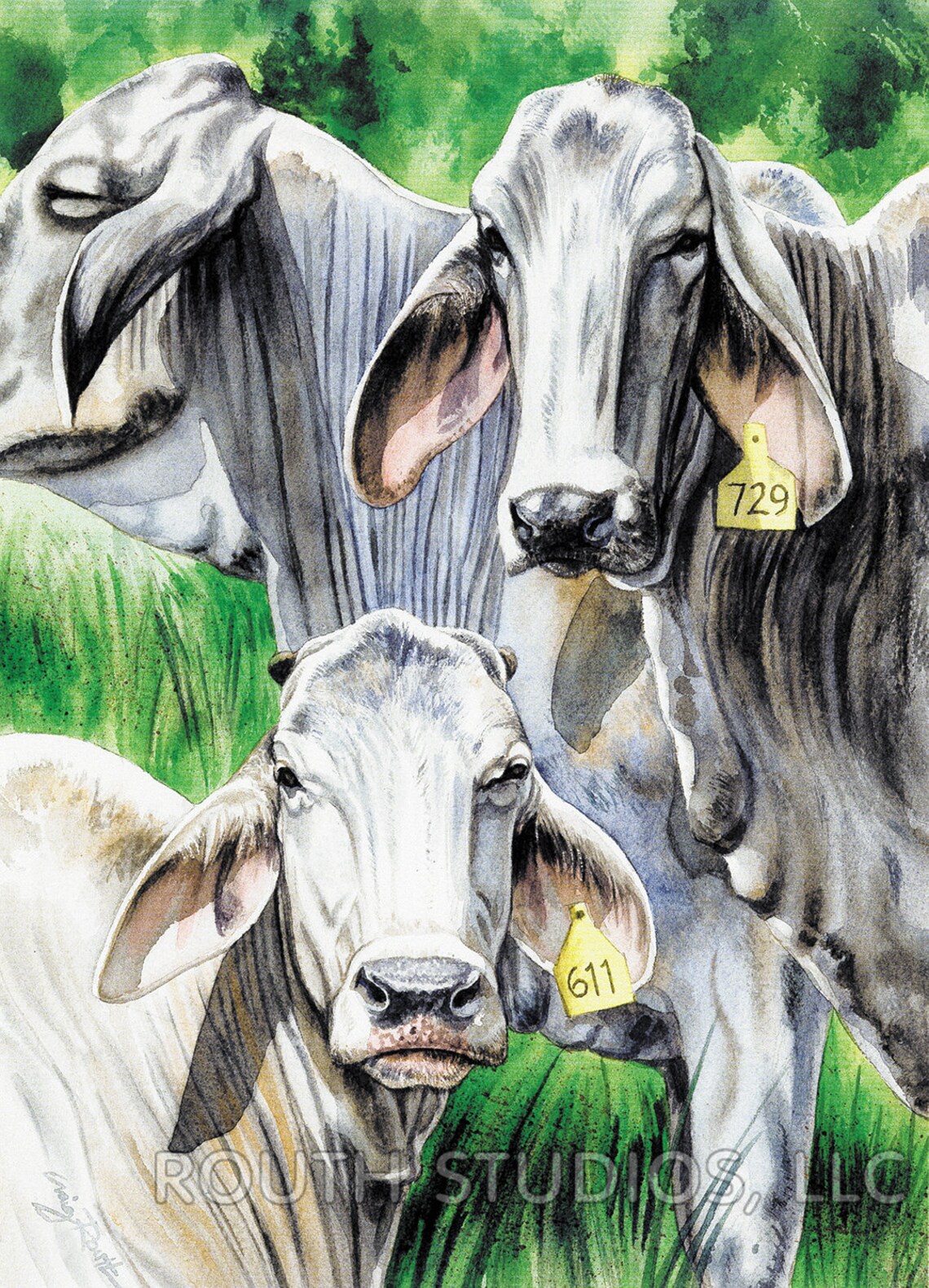 Cattle Art Print White Brahman Cattle - Etsy