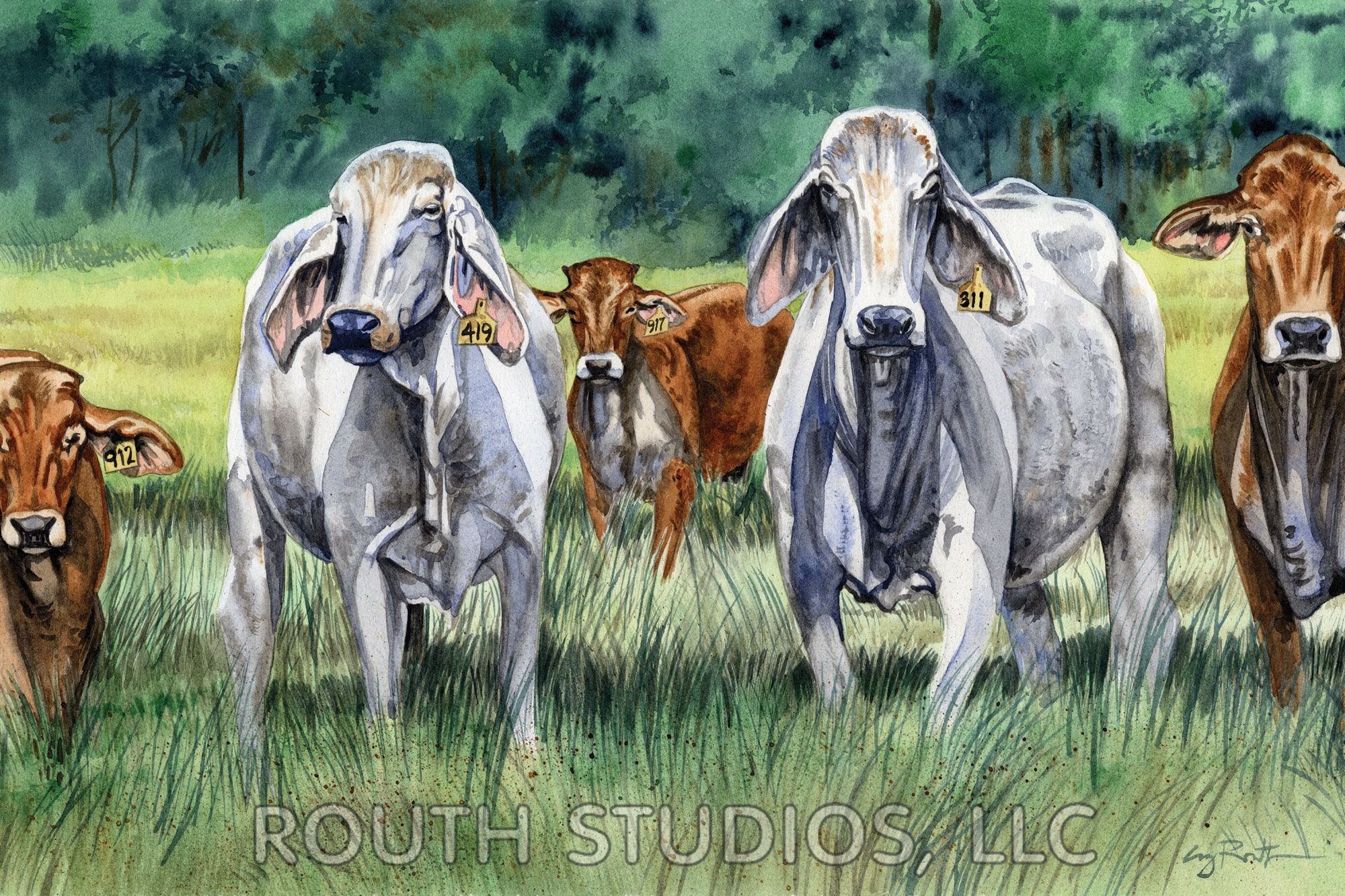 Brahman Cattle In Texas