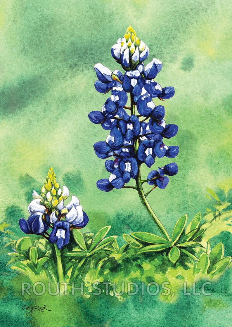 Flower Art Print Bluebonnet - Etsy