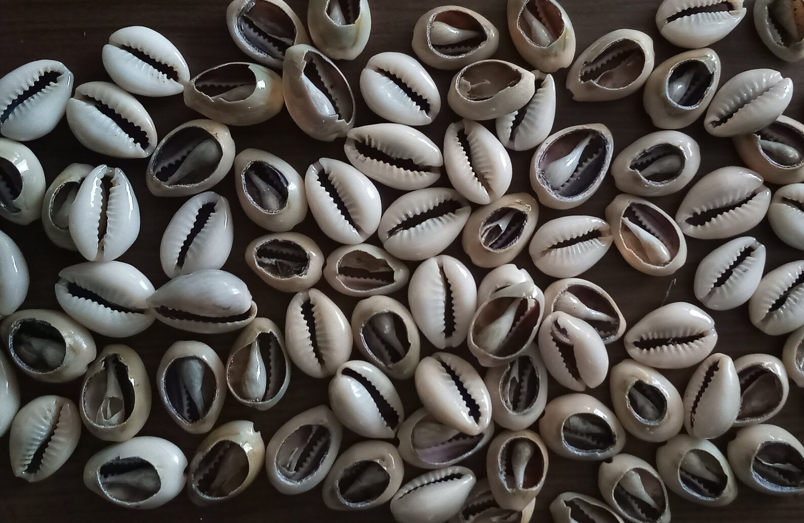 Cowrie Shell, Natural Sea Shell, Kenyan Cowrie Shells, Cowry Shells ...