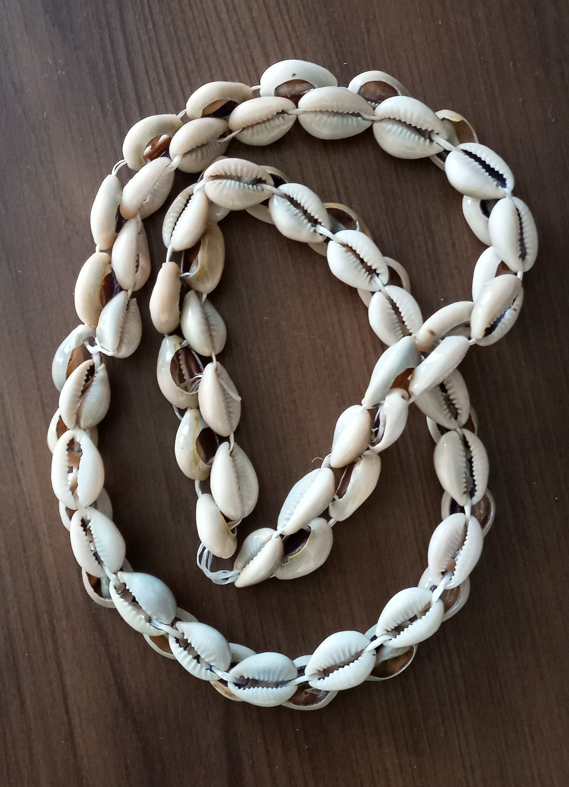 Cowrie Shell Natural Sea Shell Kenyan Cowrie Shells Cowry Shells
