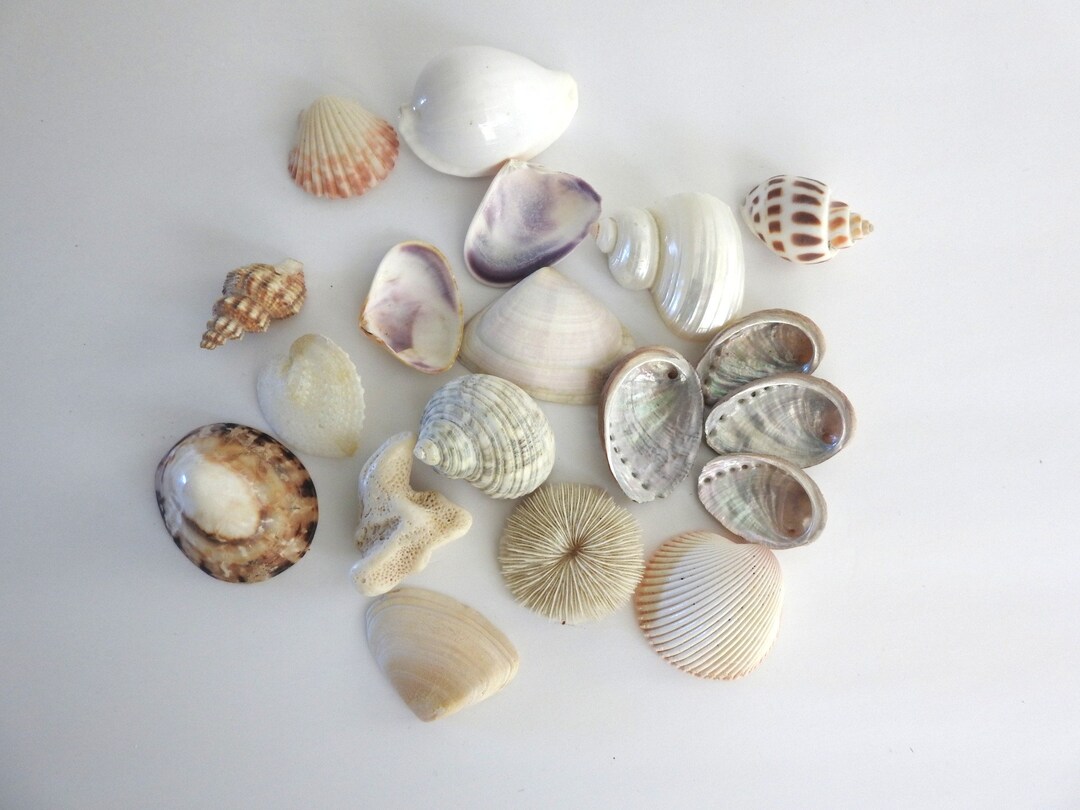 Lot of Vintage Exotic Specimen Sea Shells Small Vase Filler 19 Pcs - Etsy