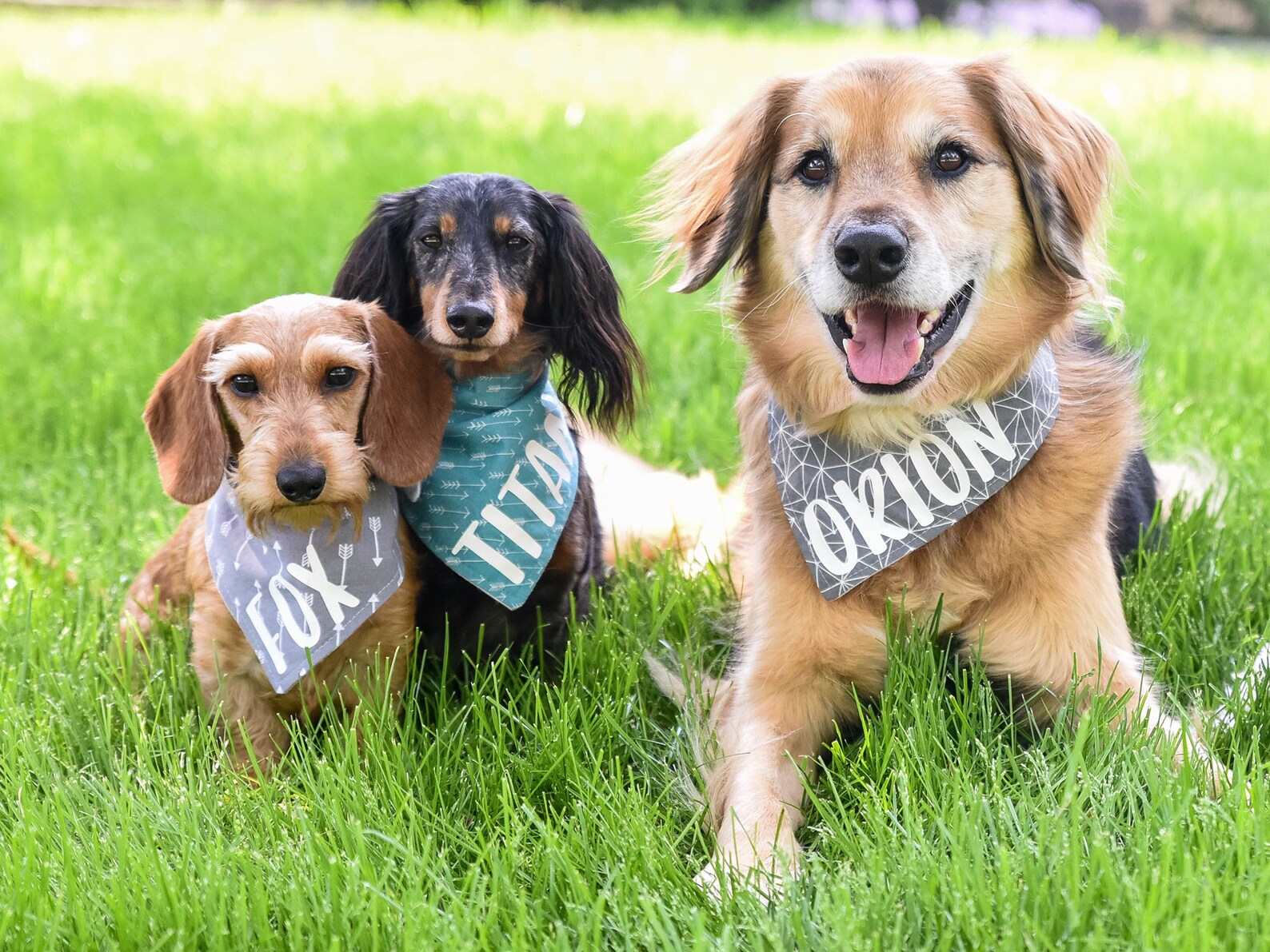 Solid Color Dog Bandana Choose From Multiple Colors. - Etsy
