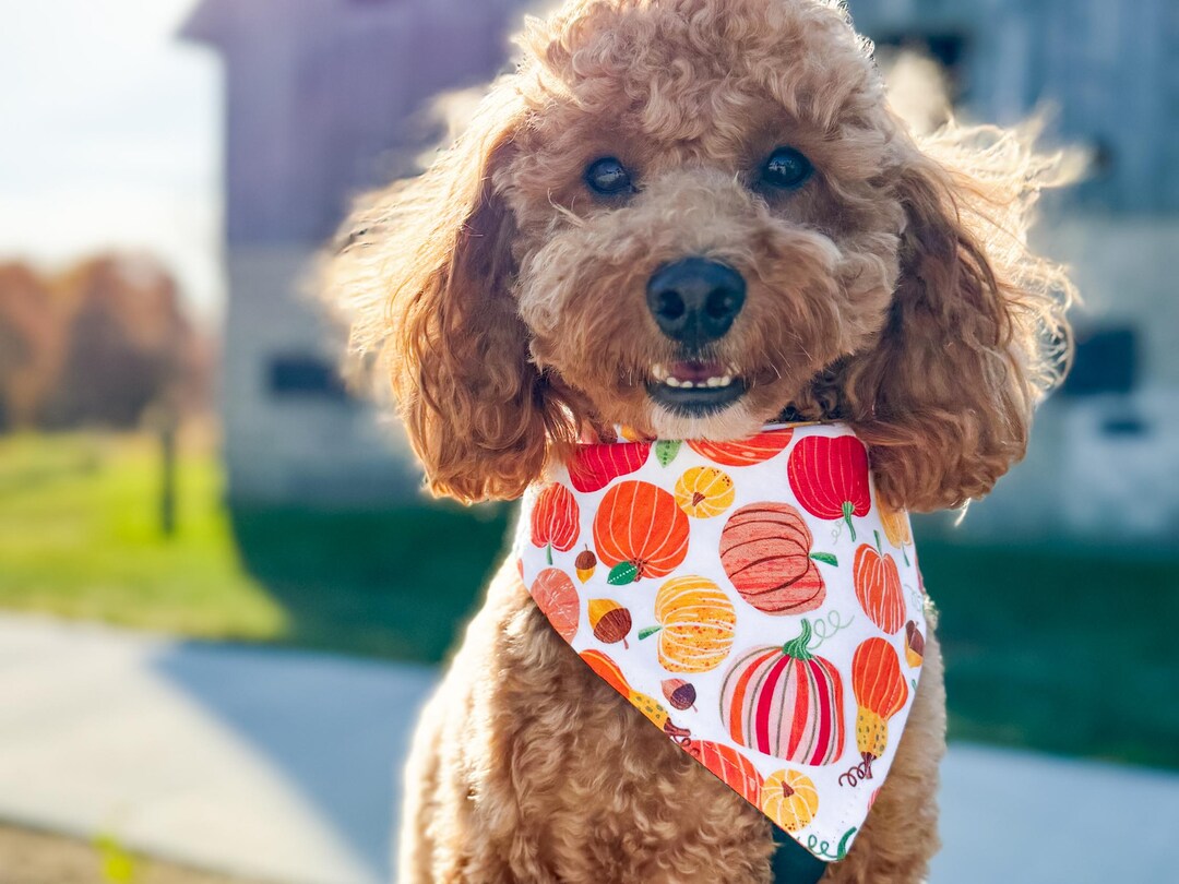 Dog Bandana 