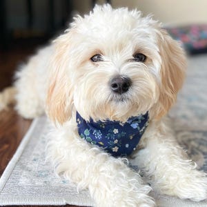 Summer Dog Bandana "seashells" - Machine Washable, Easy Snap-on Pet ...