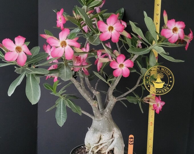Rare Hybrid F2 Arabicum X Crispum,adenium Arabicum Hybrid, Exotic ...