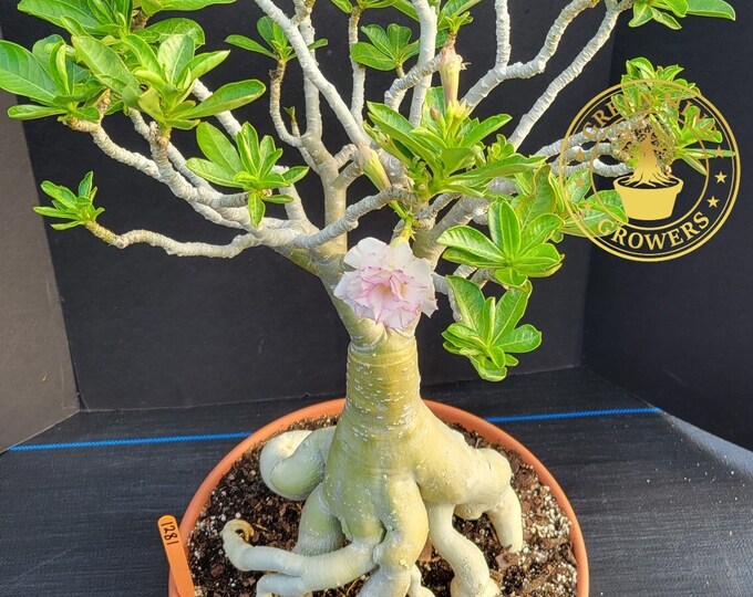 Grafted Adenium Obesum Multi Layer 'carnation' Flowers With Root Work ...