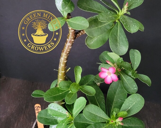 Adenium 'arabicum Hybrid', Exotic Bonsai Desert Rose Plant 8" #864 ...