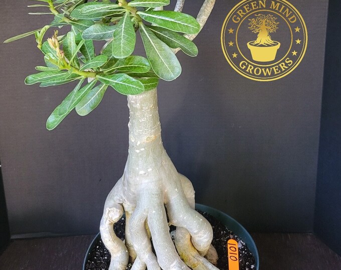 Grafted Adenium Obesum Double Red Striped Flowers With Root Work 10 ...