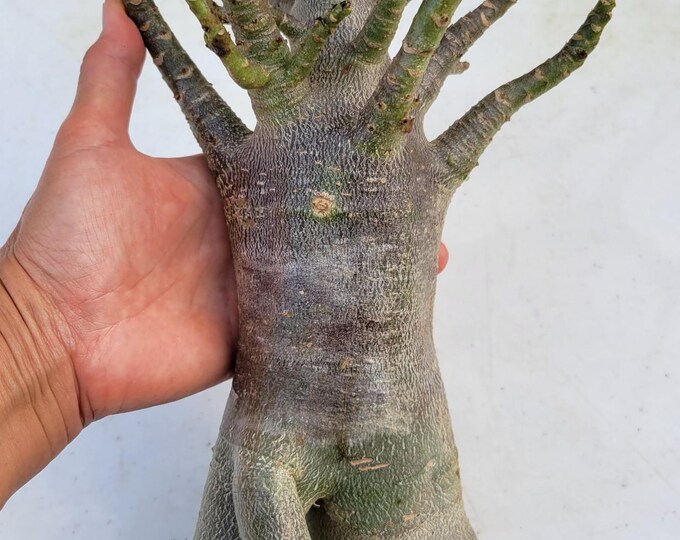 Adenium Thai Arabicum 'short Tower' Hybrid: Pink Desert Rose - Etsy