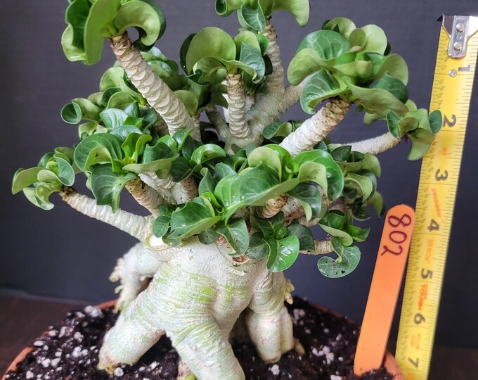Rare Original Seed Grown Plant Adenium DHA , Medusa 8 Bowl 802 , Ship ...