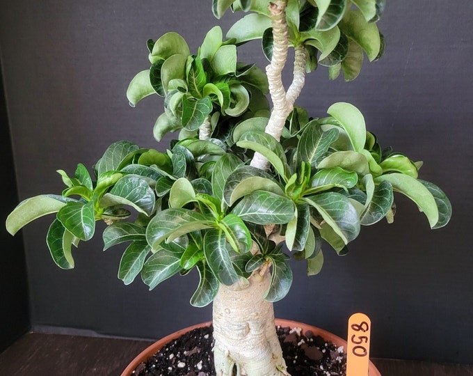 Original Seed Grown Plant Adenium DHA , Medusa Multi Layer Red, Pink or ...