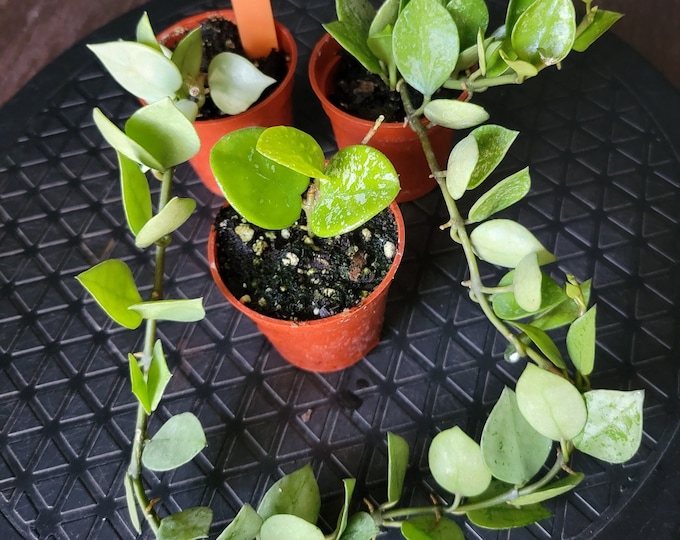 Bundle of 3 of Hoya Krohniana Super Silver Black ,hoya Krohniana Super ...