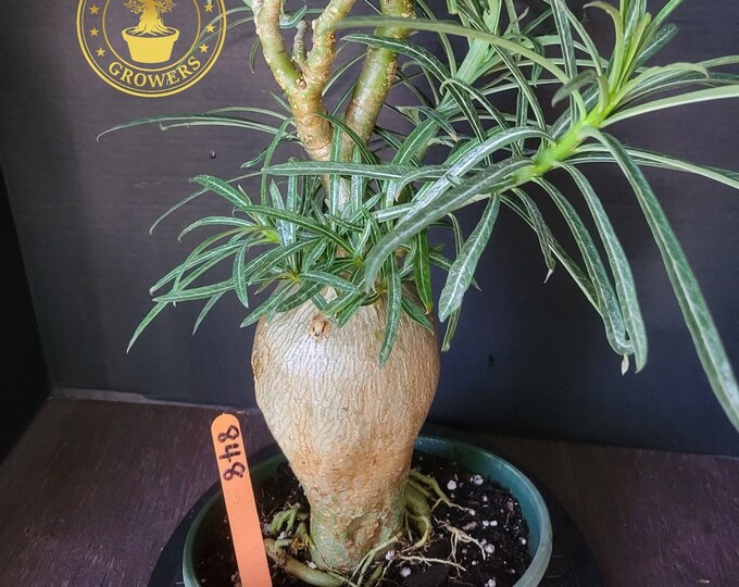 Rare Adenium Somalense Sp. Nova Tanzania , Desert Rose Plant 8" Pot ...