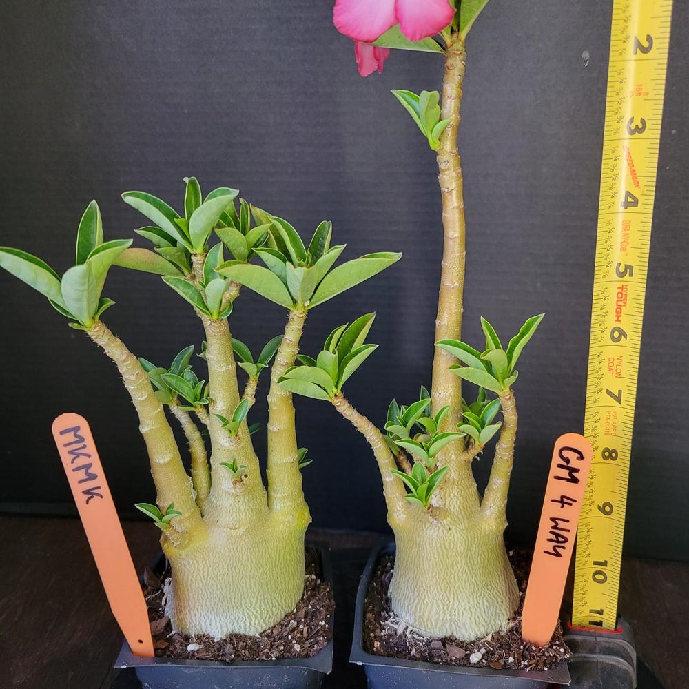 Greenmindgrowers - Etsy