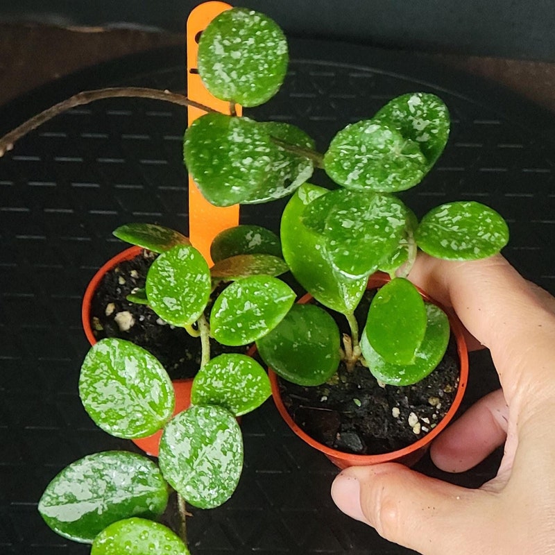 Hoya Mathilde - Etsy