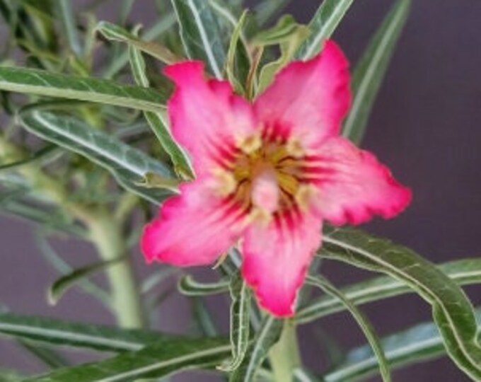 Adenium Somalense Sp. Nova Tanzania , Desert Rose Plant 3.5 Pot 401 ...