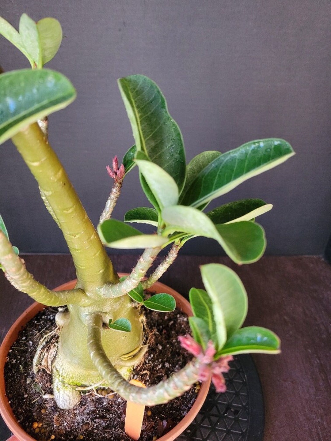 Rare Adenium Arabicum Bouquet X MKMK Hybrid, Exotic Bonsai Desert Rose ...