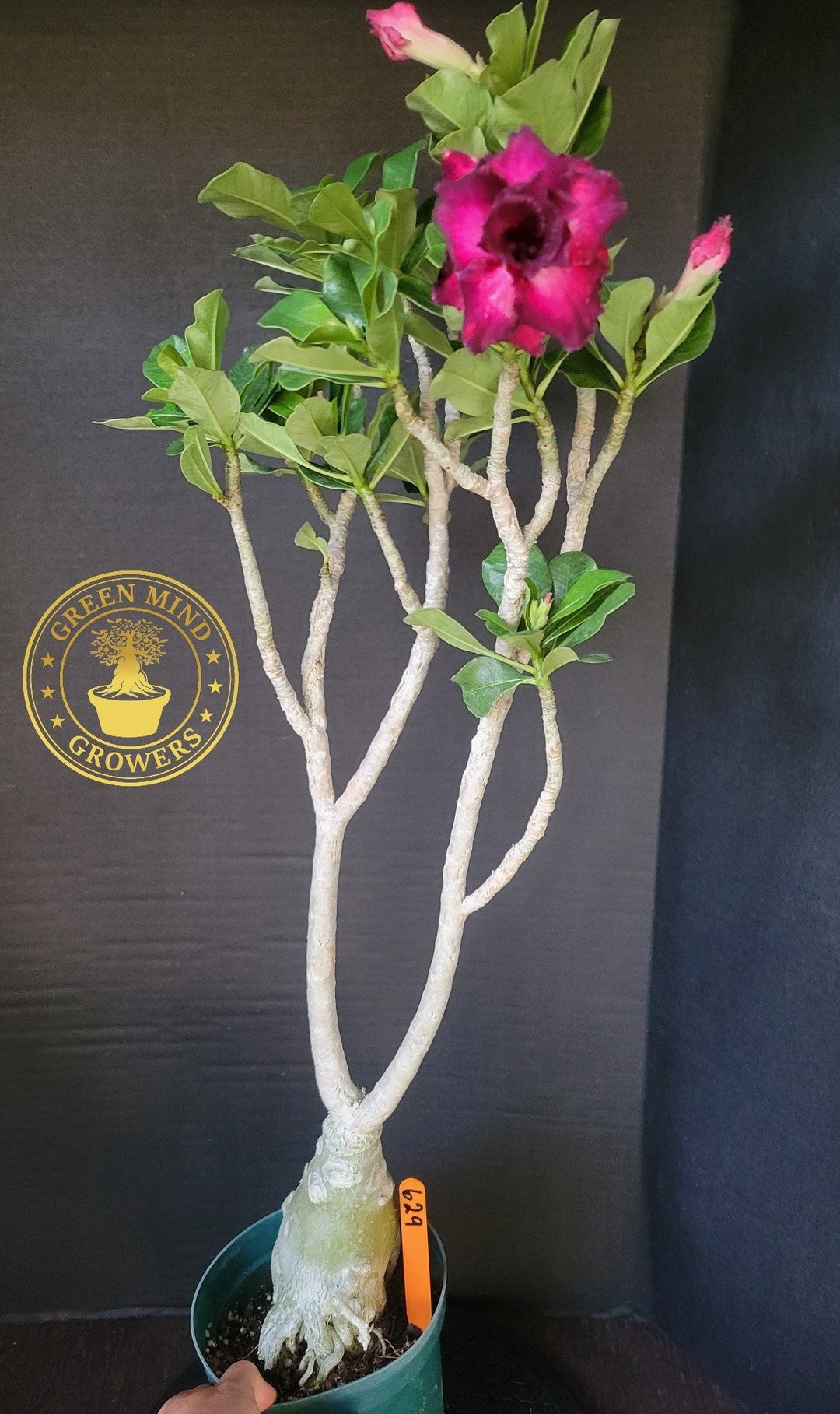 Grafted Desert Rose Plant Multi Layer Purple Flowers Hybrid 6 629 ...