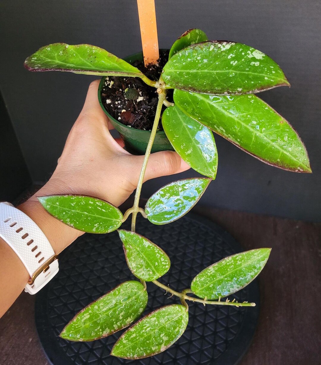 Hoya Macrophylla Splash/silver 12 , Rooted Plant , Actively Growing ...
