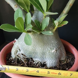 Adenium Arabicum Hybrid, Exotic Bonsai Desert Rose Plant 10 1015 ,pink ...