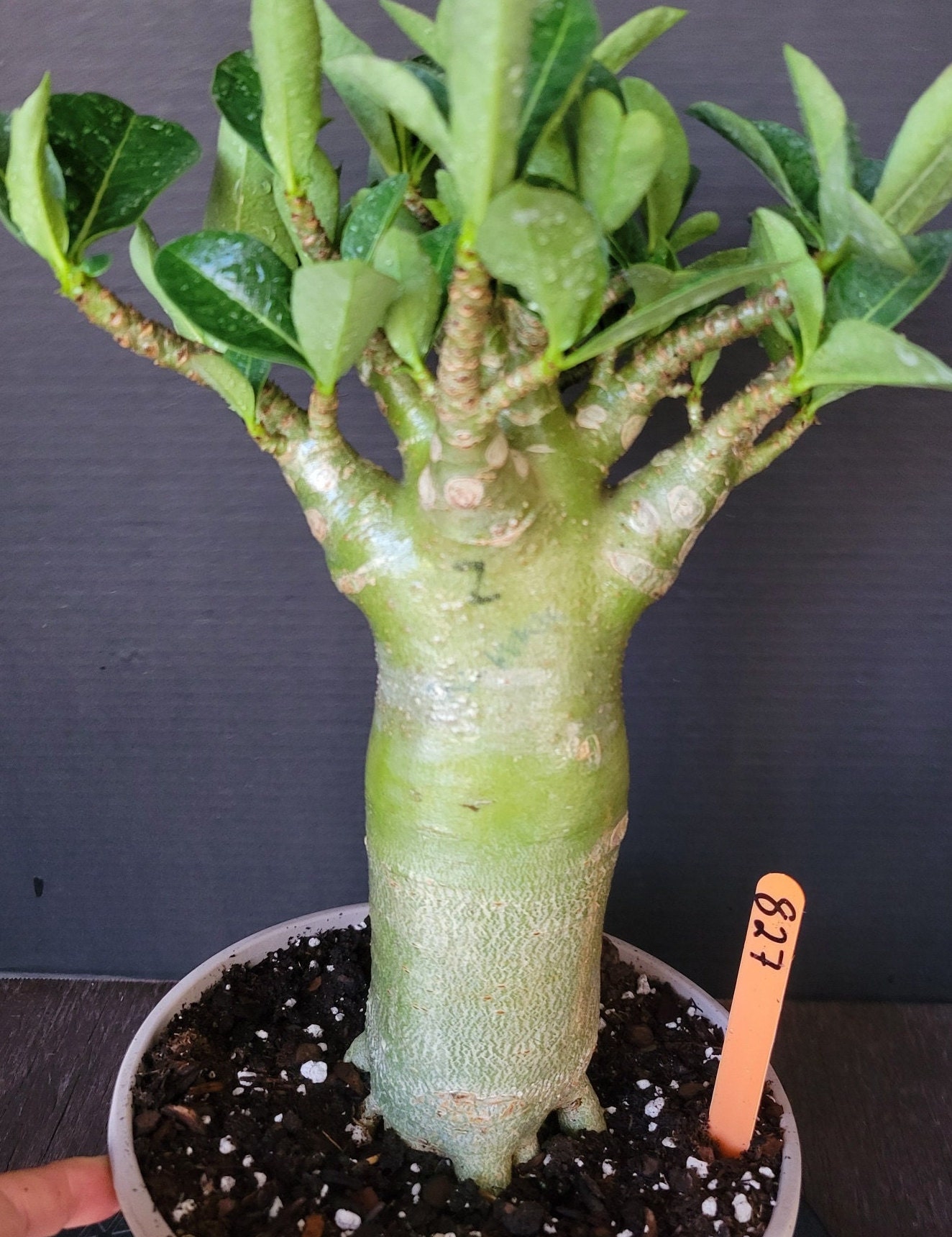 Adenium Thai Arabicum 'short Tower Style' Compact Hybrid With Rooted ...