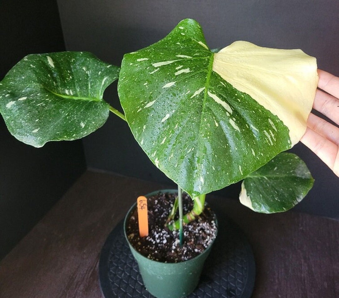 Variegated Monstera Thai Constellation 6 Pot 654 Exact Plant